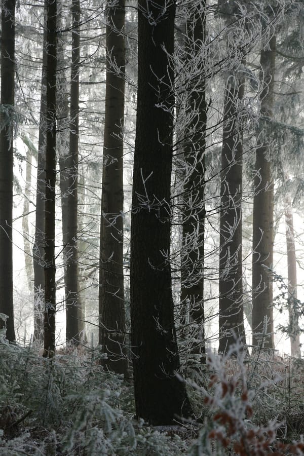 Обои для рабочего стола: деревья, стволы, лес