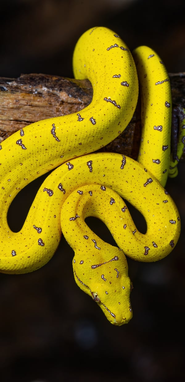 Обои на рабочий стол: змея, жёлтый, природа, рептилия, животное, фото, обои