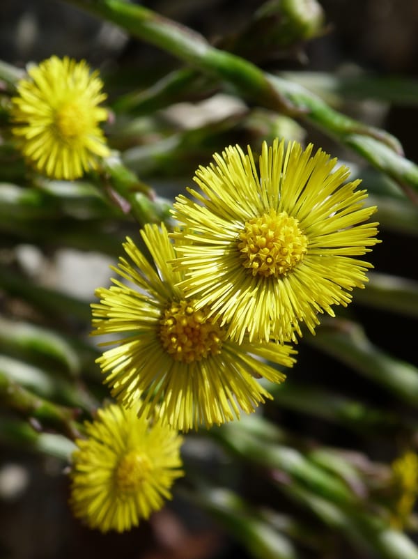 Картинка: cvetok, gory, solnce