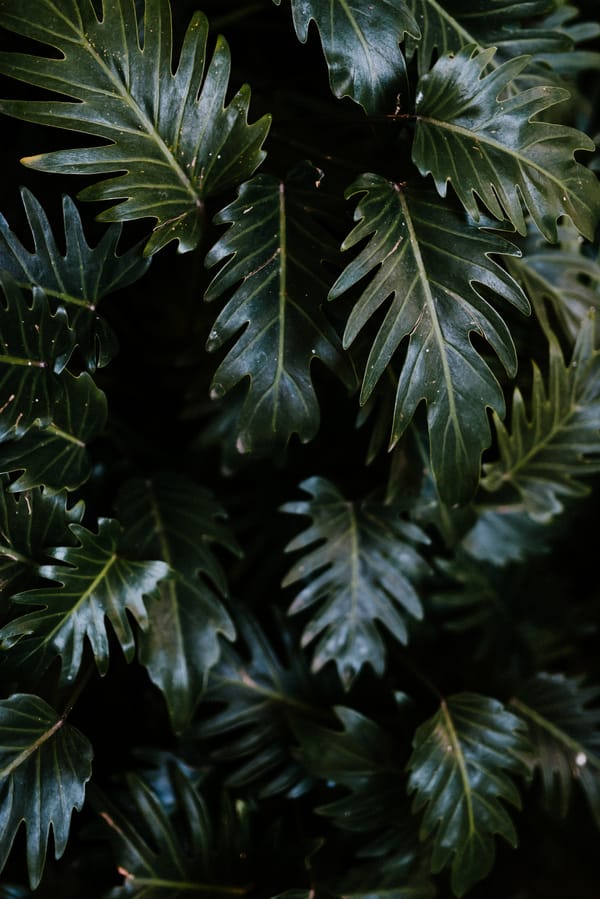 Фотография: природа, Лист, Arecales, spruce fir forest, Трава, Хвойное ...